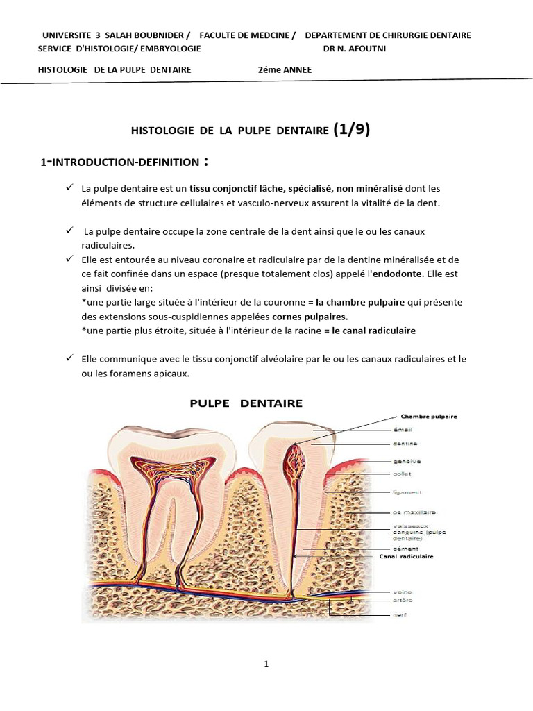 Histologie de La Pulpe Dentaire Cours 2015 | PDF