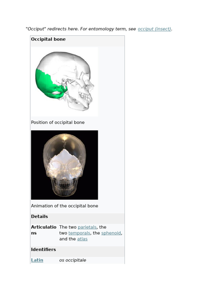 Occiput | PDF