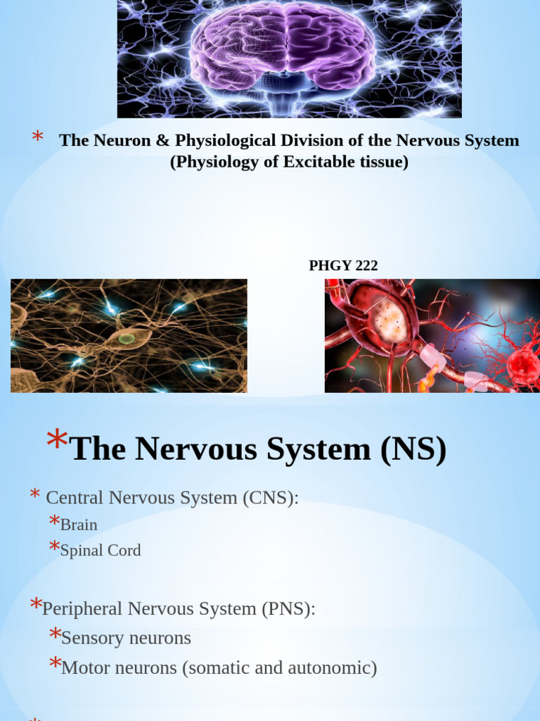 Nervous System PHGY222 | PDF