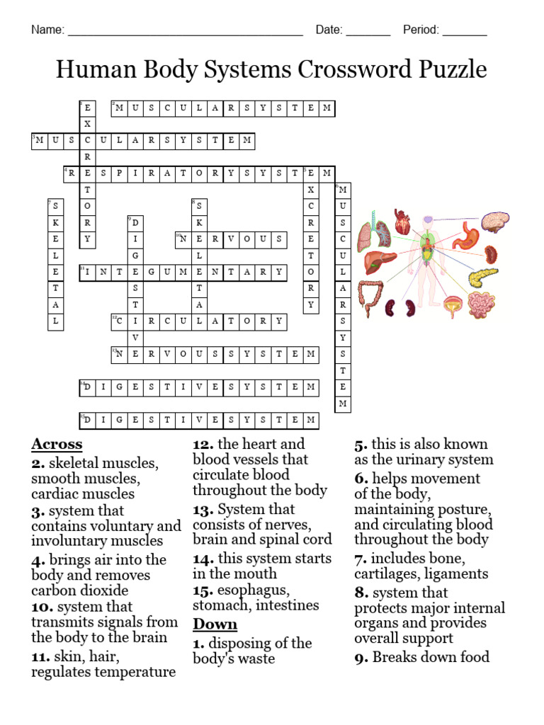 Human Body Systems Crossword Puzzle | PDF | Anatomy | Human Anatomy