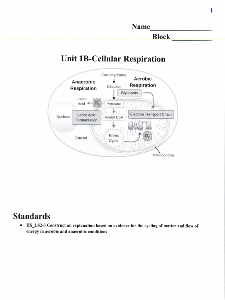 Cellular Respiration Packet | PDF