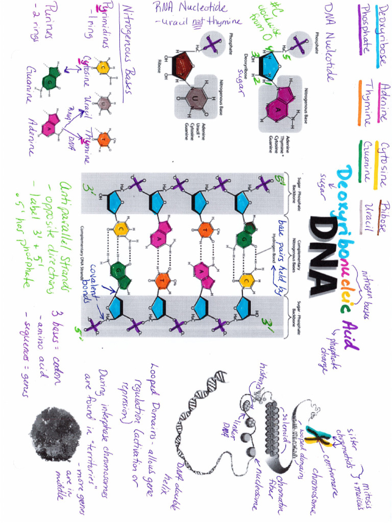 DNA Visual Note Key | PDF