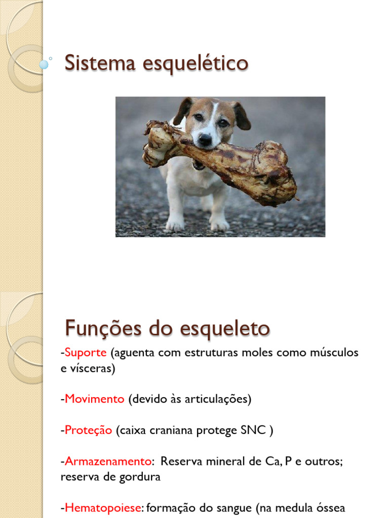 2 Esqueleto | PDF