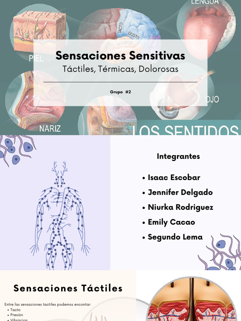 Expo Morfo Grupo 2 | PDF