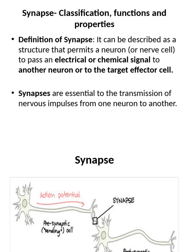 DR Osonuga On Synapse Classification, Functions and Properties 27th | PDF | Chemical Synapse ...