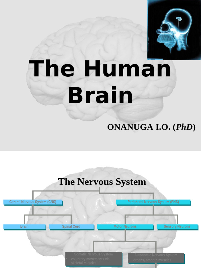 Overview of the Human Brain Structure | PDF | Cerebral Cortex | Central ...