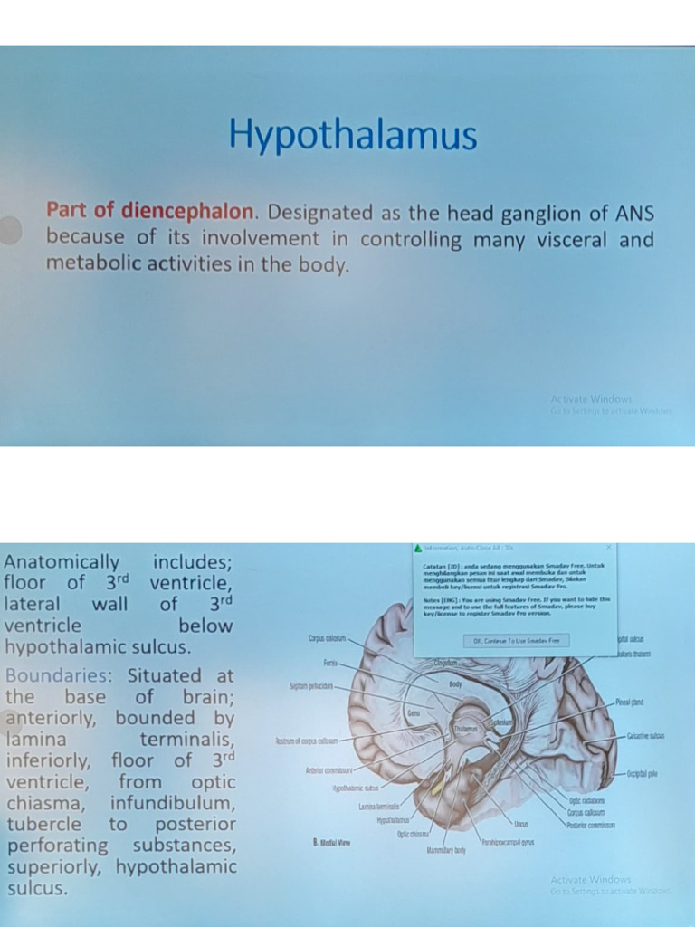 Hypothalamus | PDF