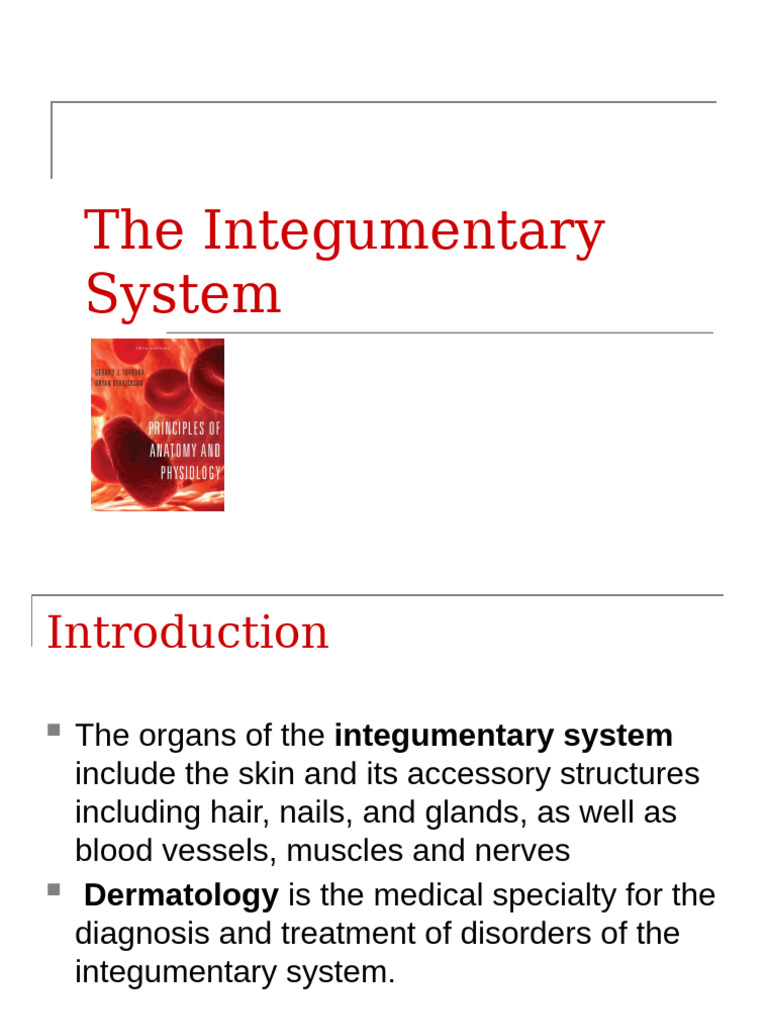 Chapter - 5 - Integumentary - System - Power - Point - PPTX My | PDF