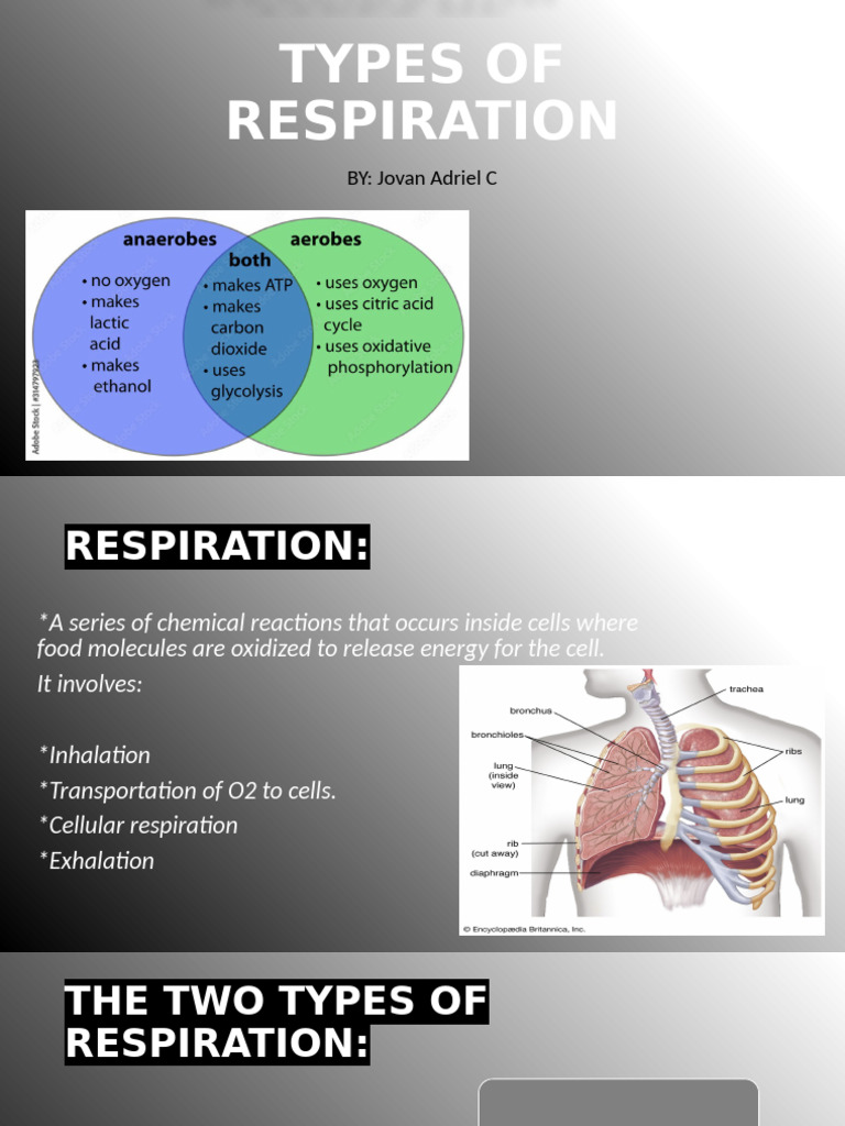 Types of Respirarion by Jovan Adriel C IY2 | PDF