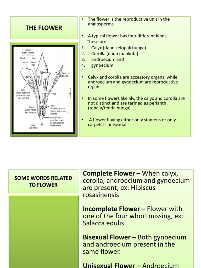 Plant Morphology - Bunga | PDF | Petal | Flowers