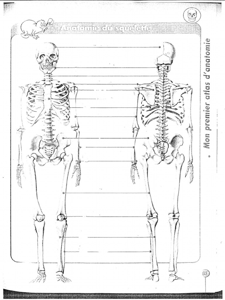 Squelette 4ème | PDF