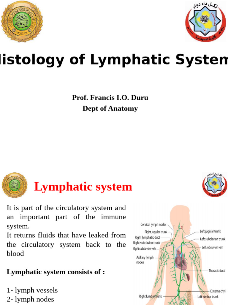 Histology of Lymphoid System 1 | PDF
