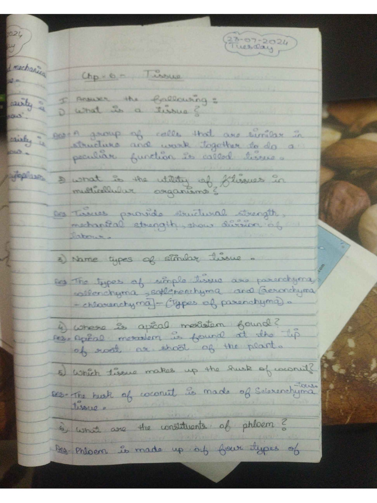 BIO Notes TISSUE | PDF