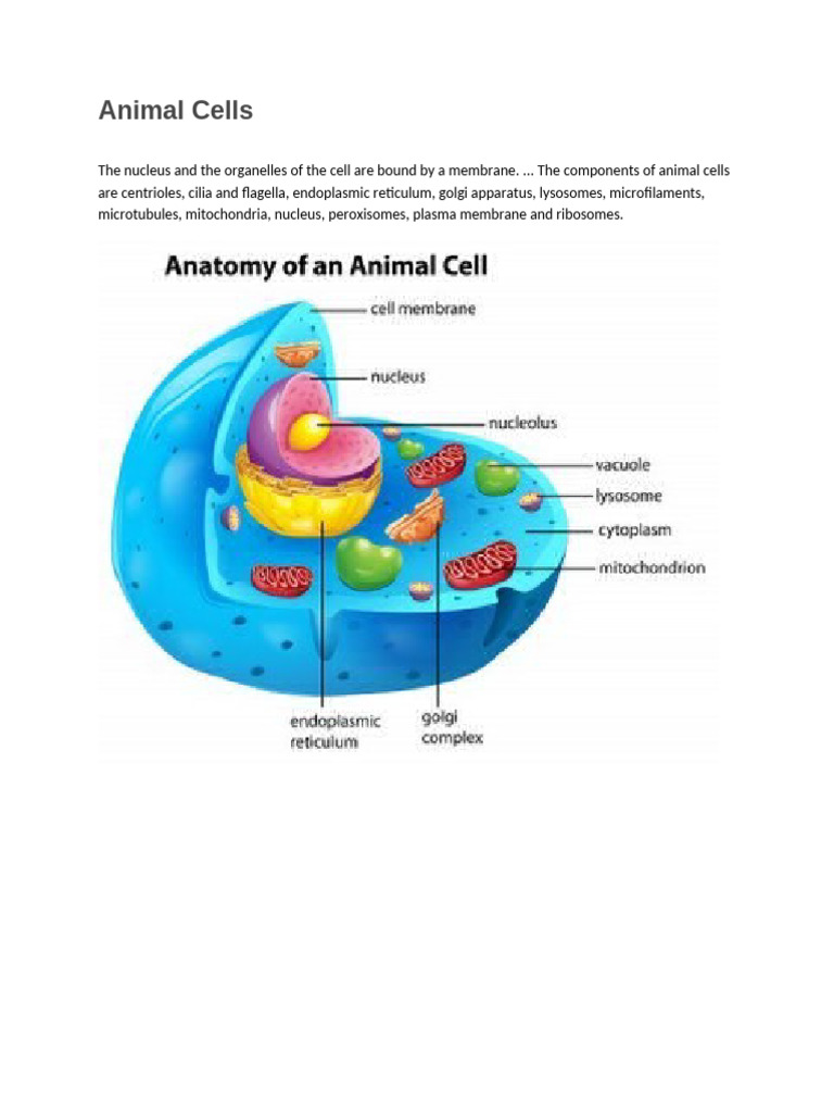 Animal Cells | PDF