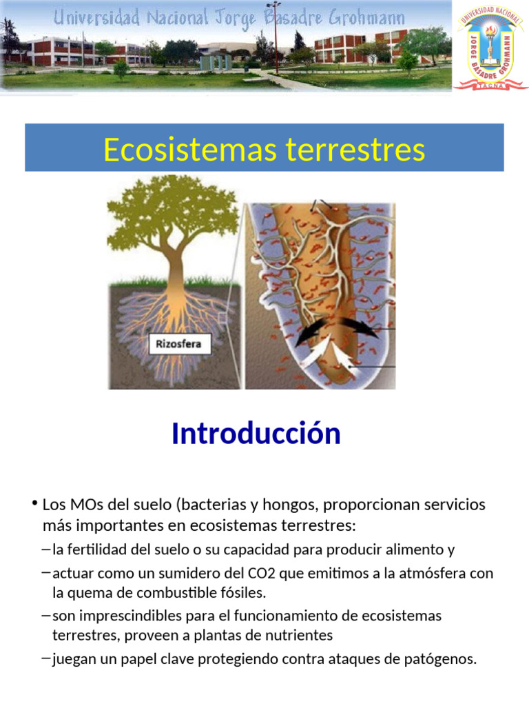T5 Ecosistemas terrestres | PDF