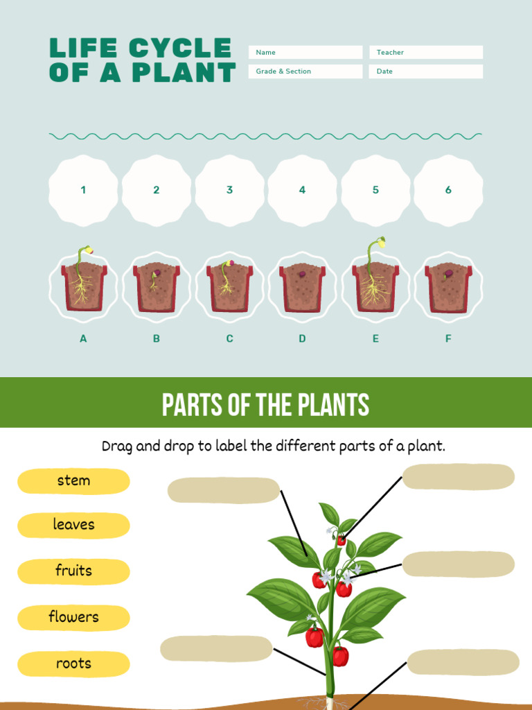 CYCLE OF TREE AND PART OF TREE | PDF