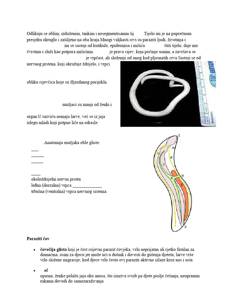 Obli Crvi | PDF
