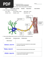 Nerve Cell PPT 1 | PDF | Neuron | Axon