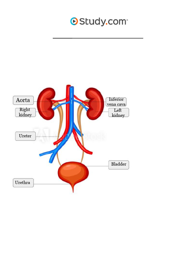 Urinary System Work Sheet - 202l-Anatomy-And-Physiology-Of-The-Urinary ...
