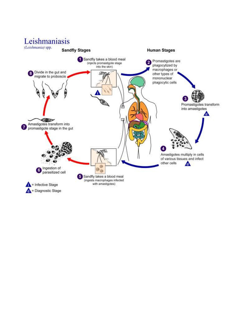 Leischma - Trypa | PDF