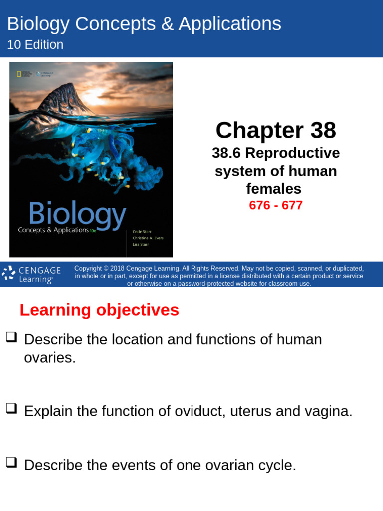 38.6 Reproductive System of Human Females | PDF