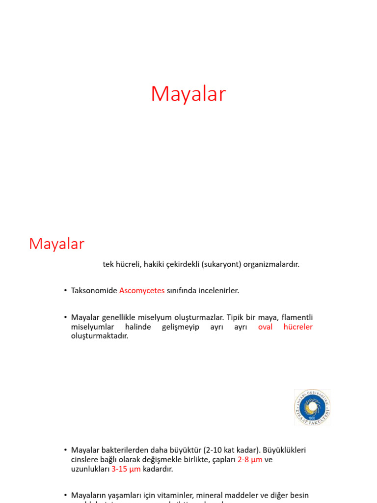 7.hafta Mayalar | PDF