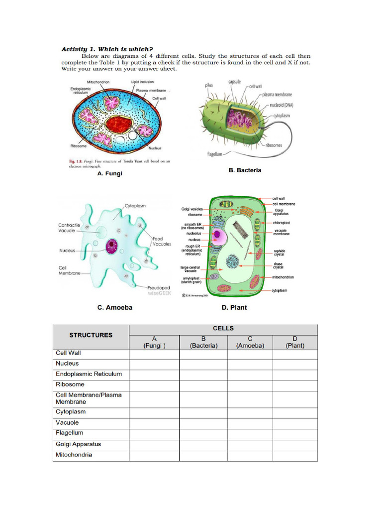Activity On ProkaryoticEukaryotic Cells | PDF