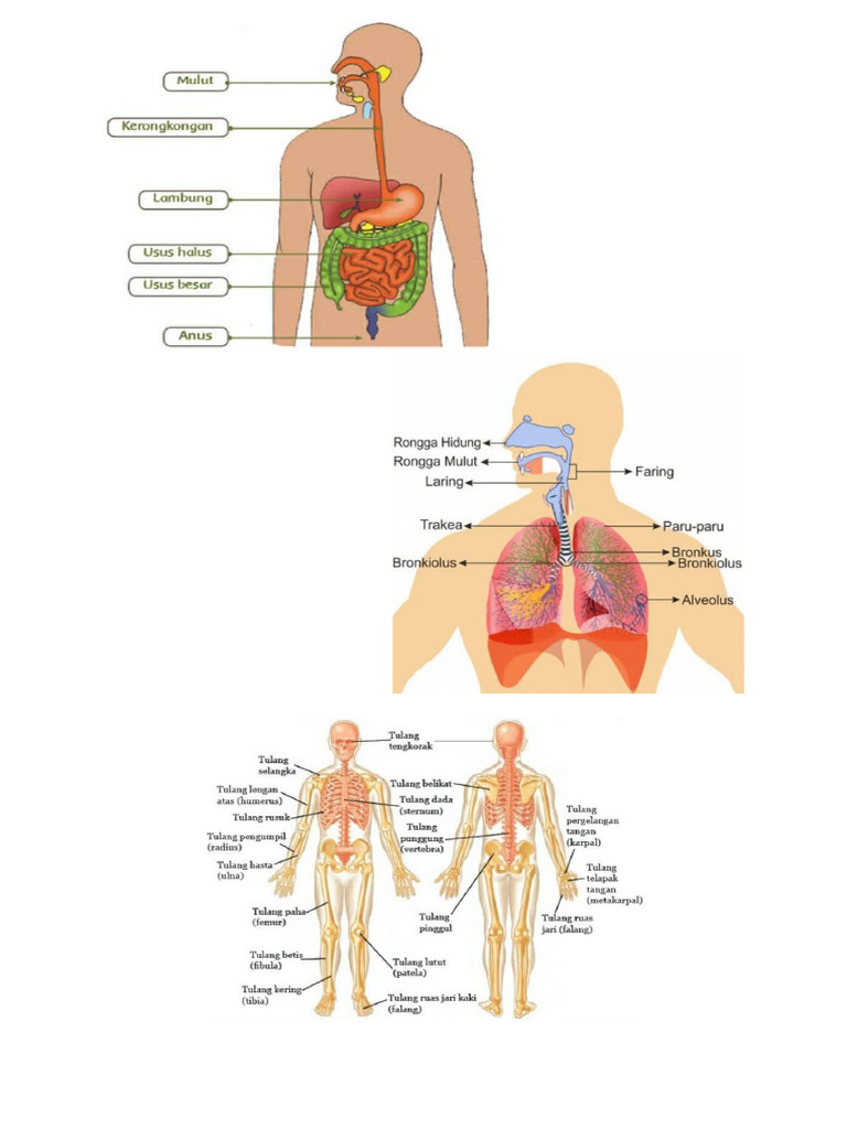 Human Body | PDF