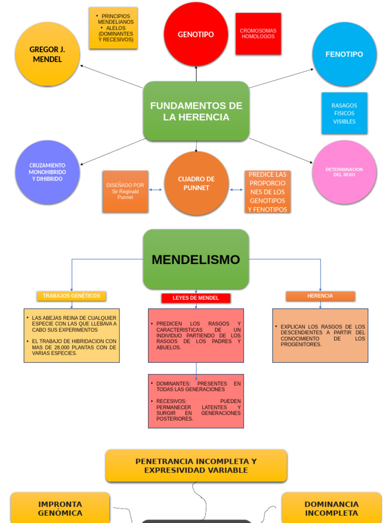 Fundamentos de La Herencia: Gregor J. Mendel | PDF