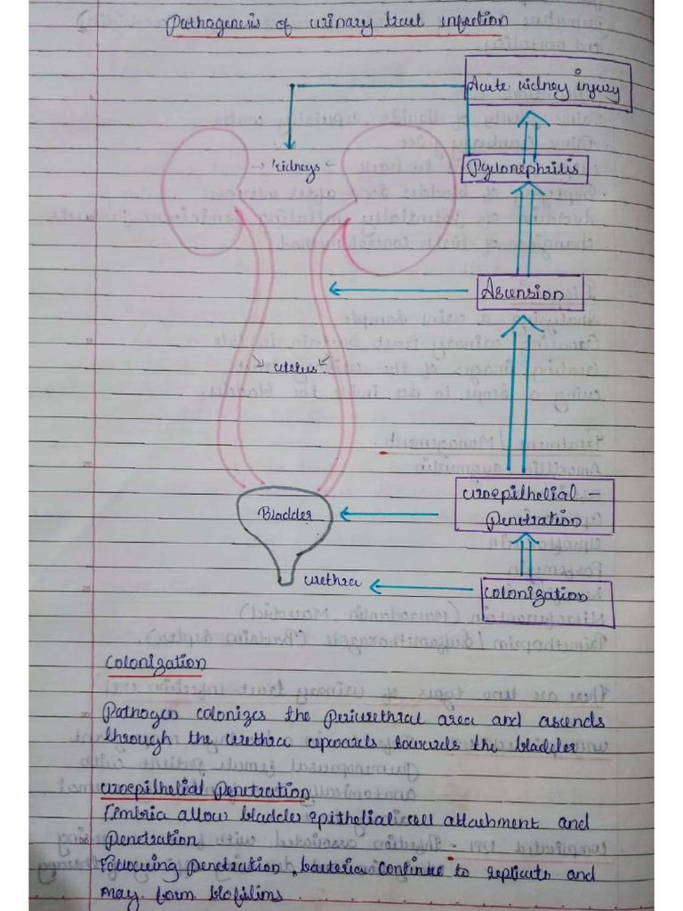 Pathogenesis of UTI | PDF
