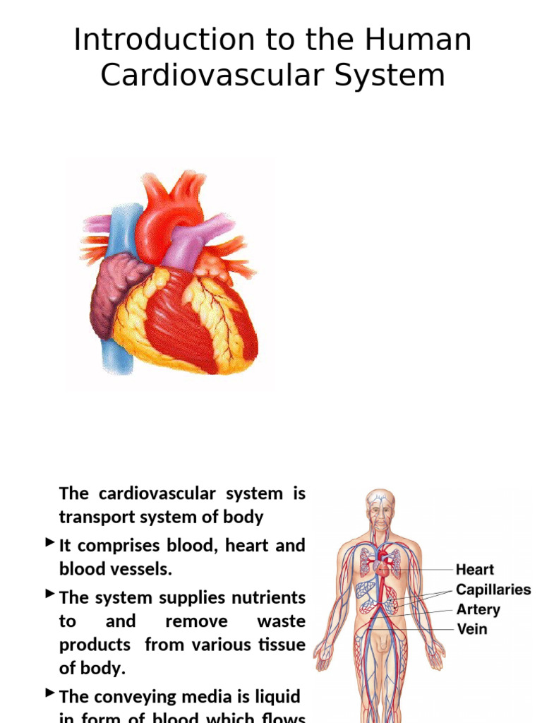 Introduction to the CVS | PDF