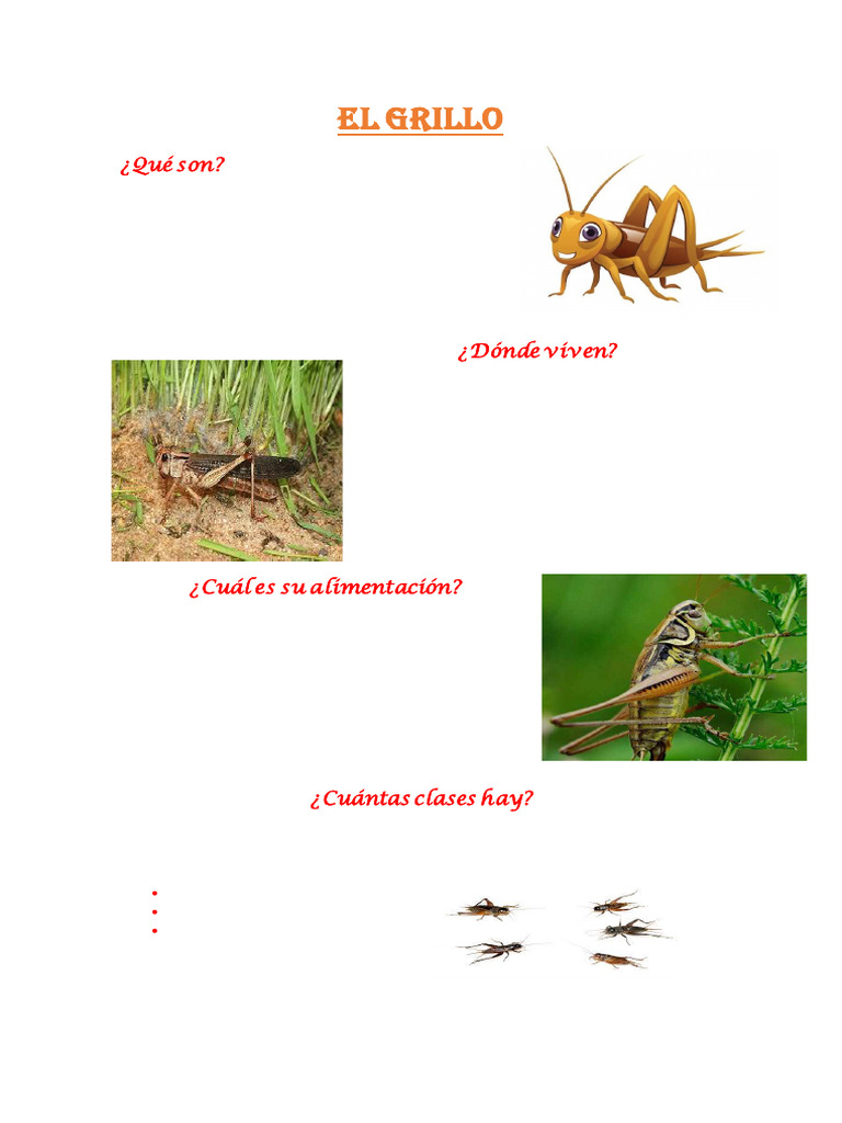 El Grillo | PDF