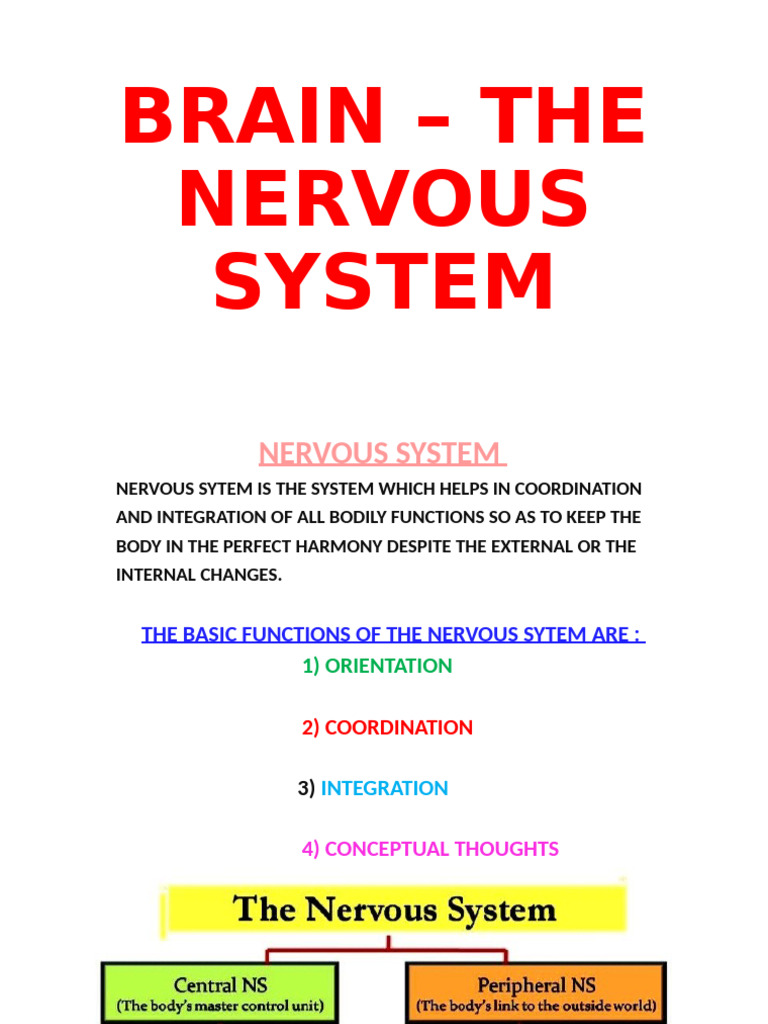Brain - The Nervous System | PDF