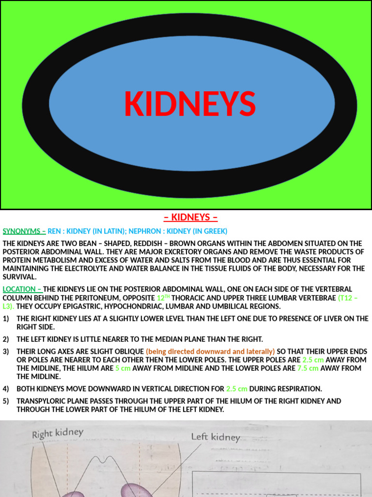 Kidneys | PDF