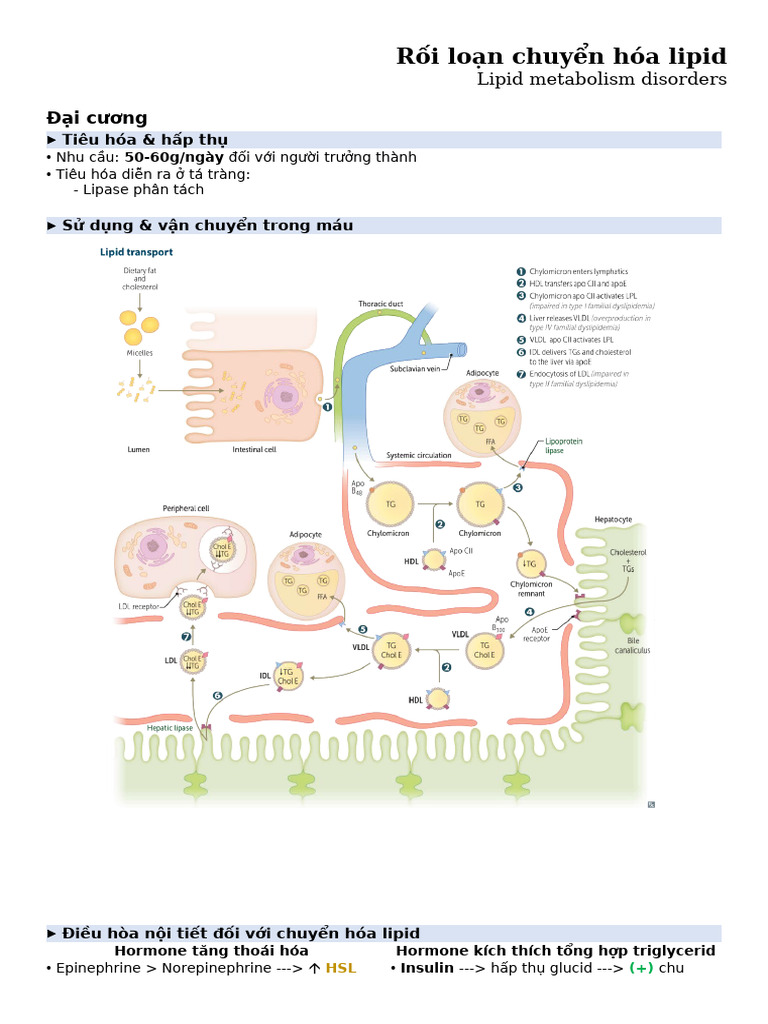 Rối Loạn Chuyển Hóa Lipid | PDF