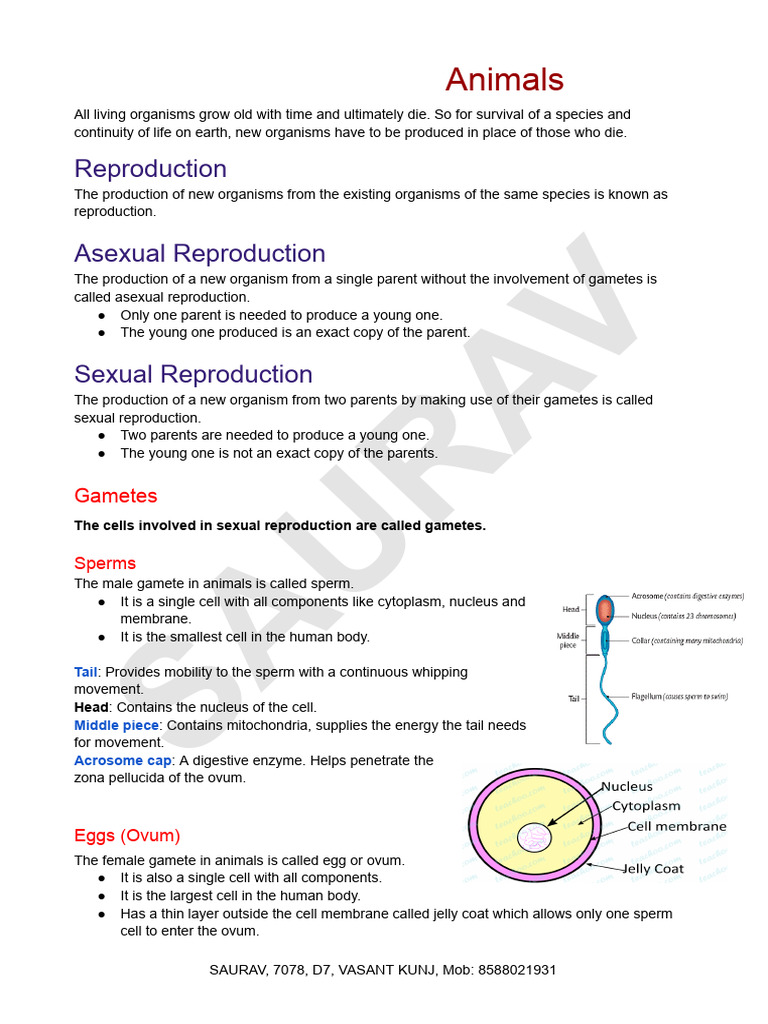 8.6 Reproduction in Animals | PDF