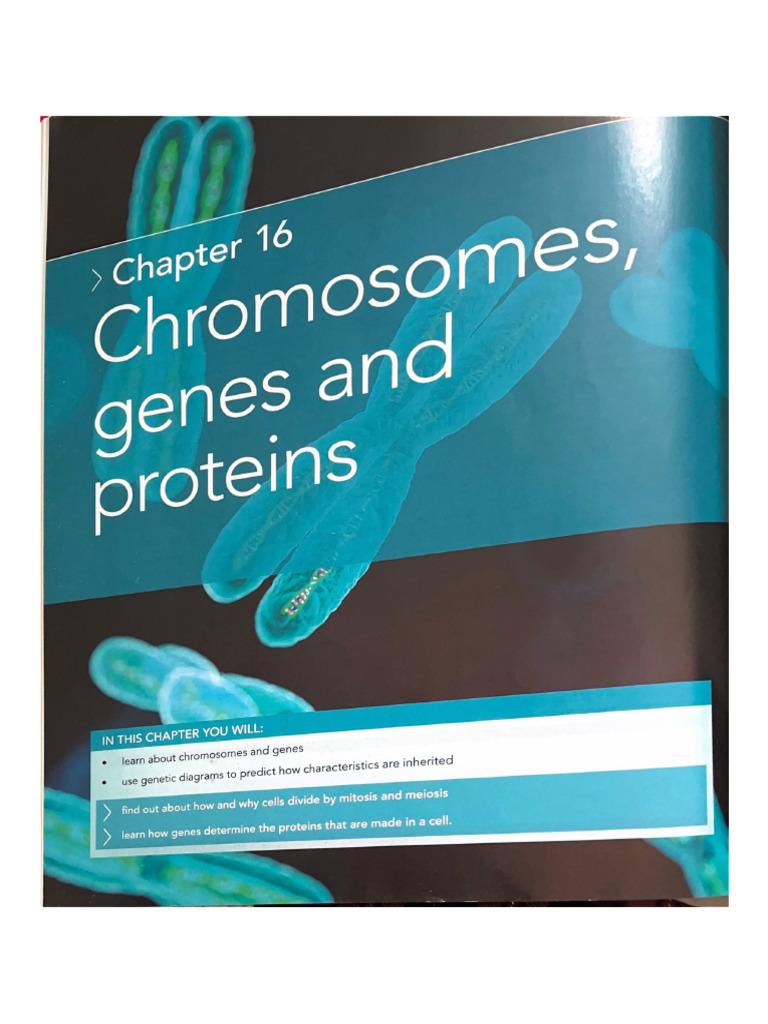 Chromosomes, Genes and Proteins PDF | PDF