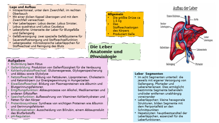 Die Leber Anatomie | PDF