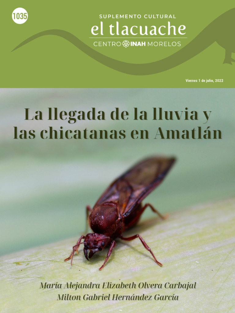 La Llegada de La Lluvia y Las Chicatanas | PDF