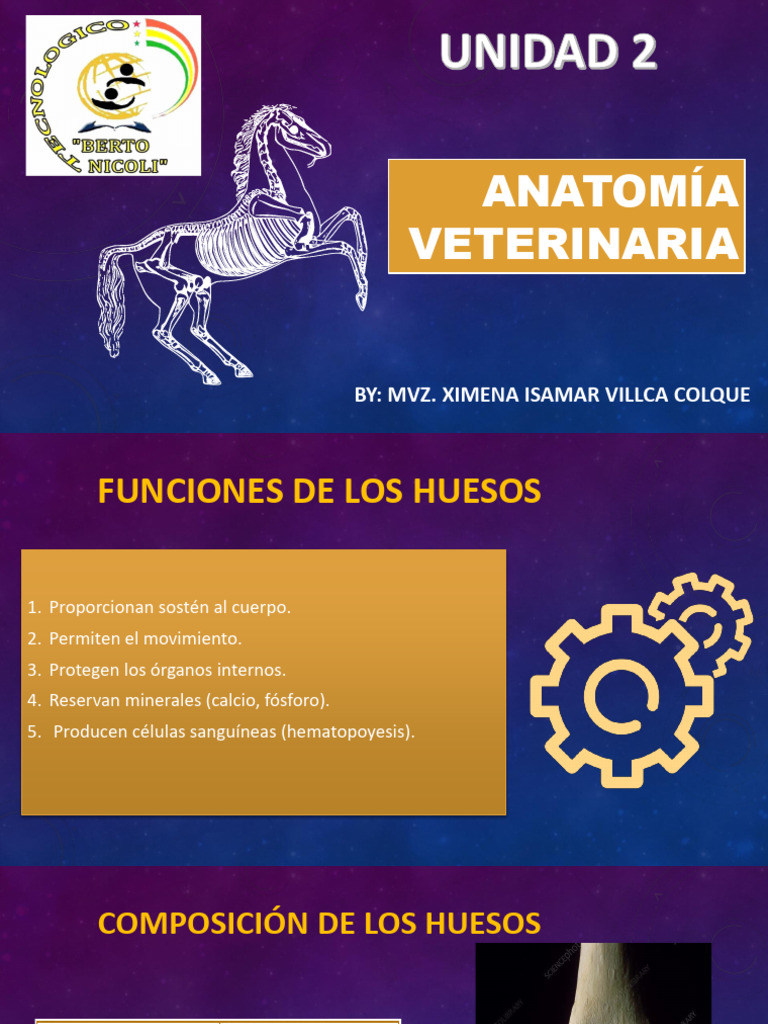 Unidad 2 Anatomia Composicion, Division de Los Huesos, Terminologia ...