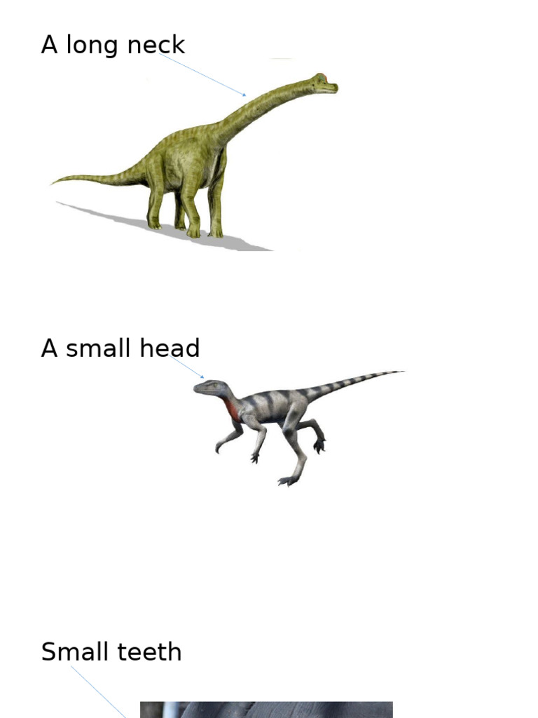 Dinosaur Body Parts | PDF