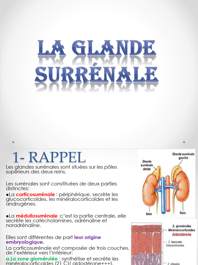 4.la Glande Surrenale | PDF