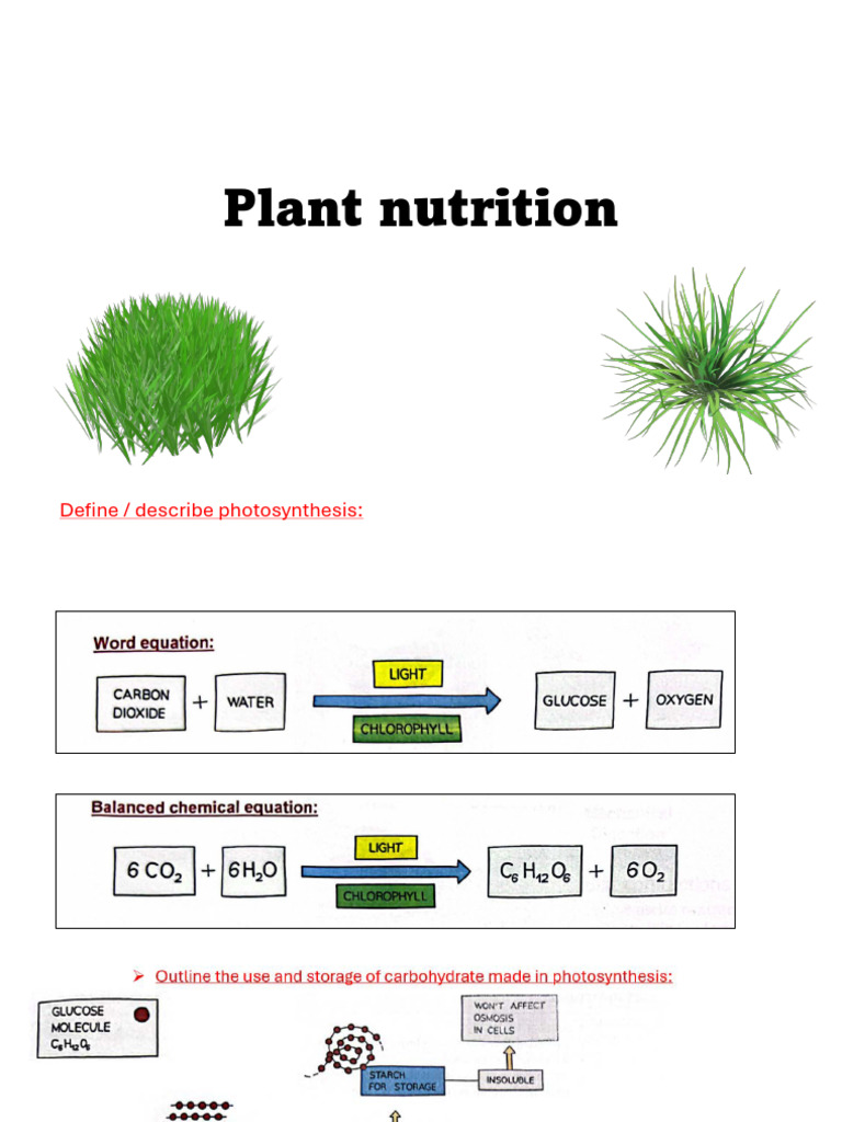 Chapter 6 Plant Nutrition | PDF