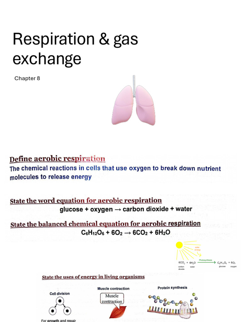Chapter 8 Respiration & Gas Exchange | PDF