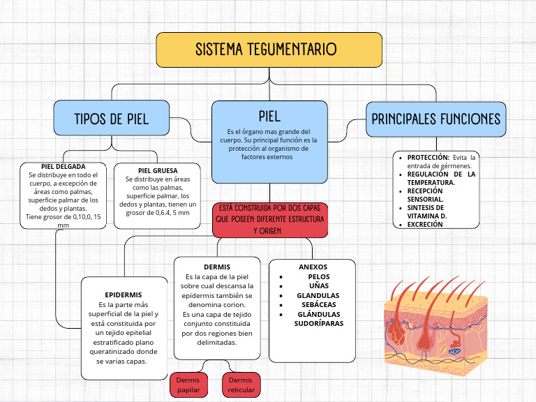 Mapa Conceptual SISTEMA TEGUMENTARIO | PDF | Piel | Sistema tegumentario