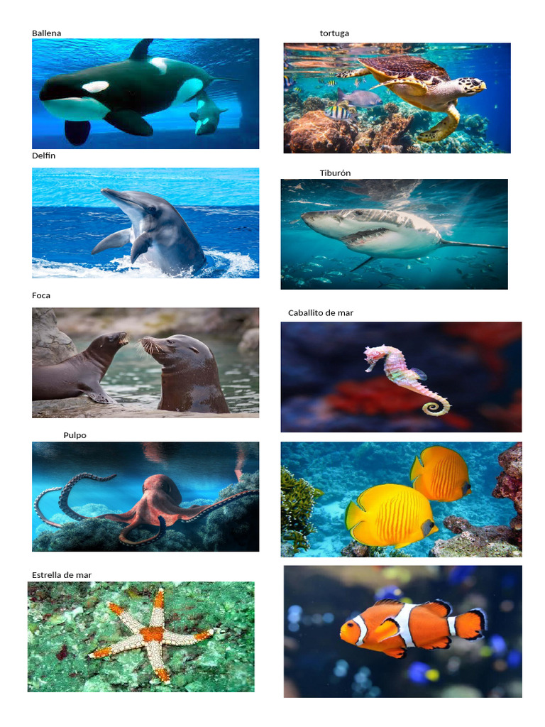 animales acuaticos | PDF