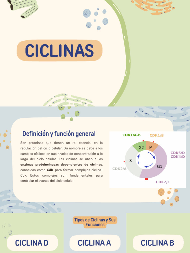 CICLINAS | PDF