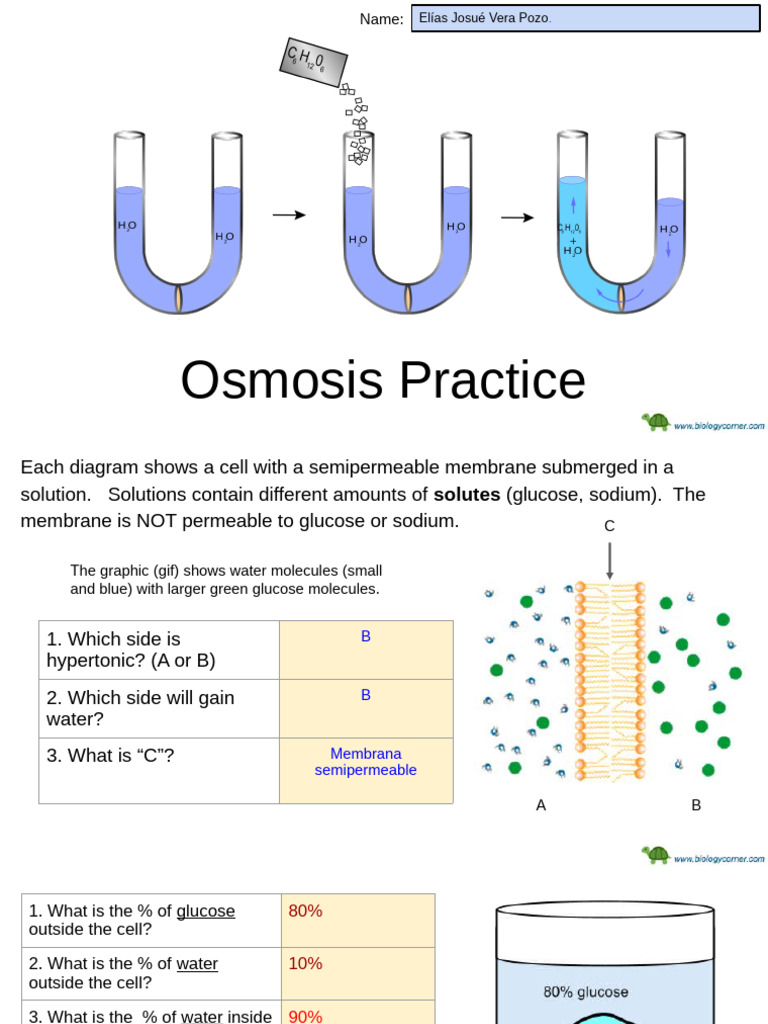 Osmosis Taller | PDF