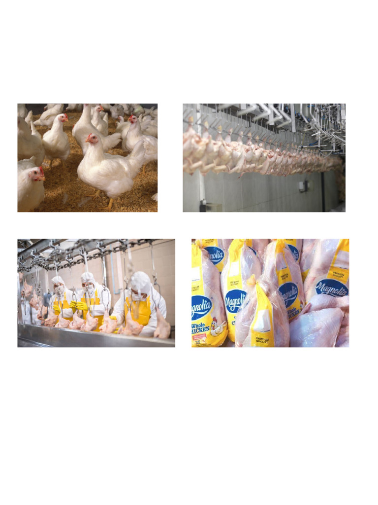 Photo Essay of Production Process of Dressed Chicken | PDF