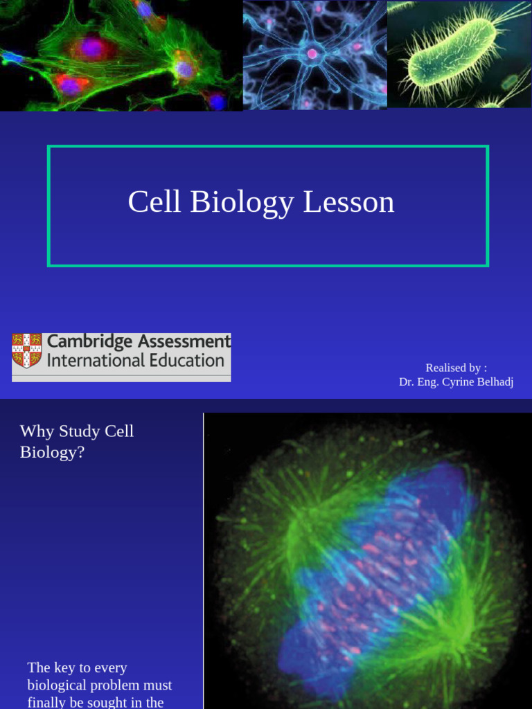 Bio Cells 1 | PDF